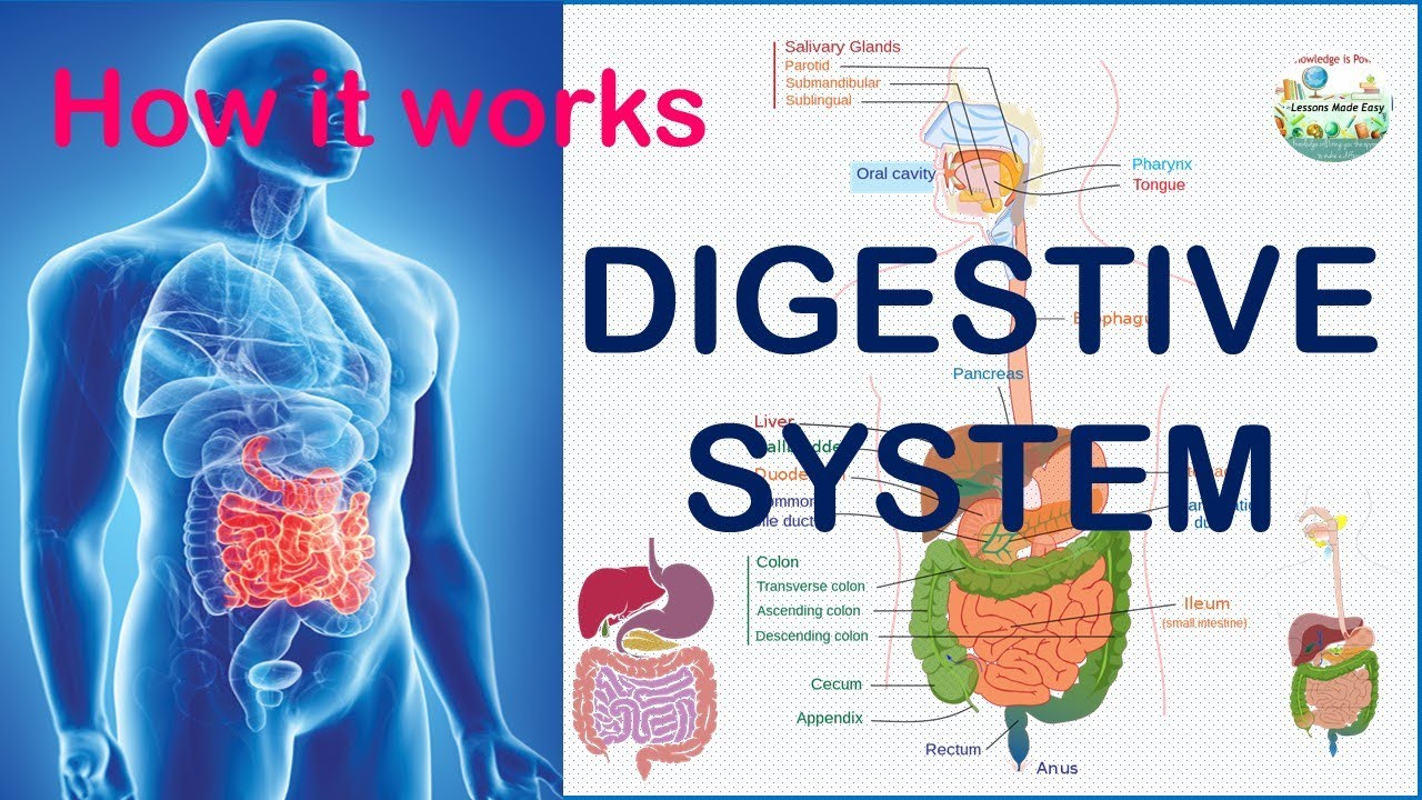 The DIGESTIVE SYSTEM - How it works! - YouTube