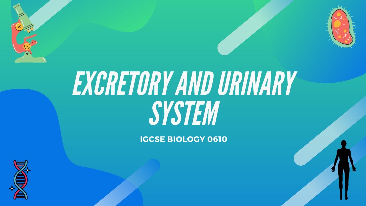 CAMBRIDGE IGCSE BIOLOGY (0610) - The Excretory and Urinary System - YouTube