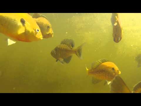 Underwater Fish Camera (GoPro) - YouTube