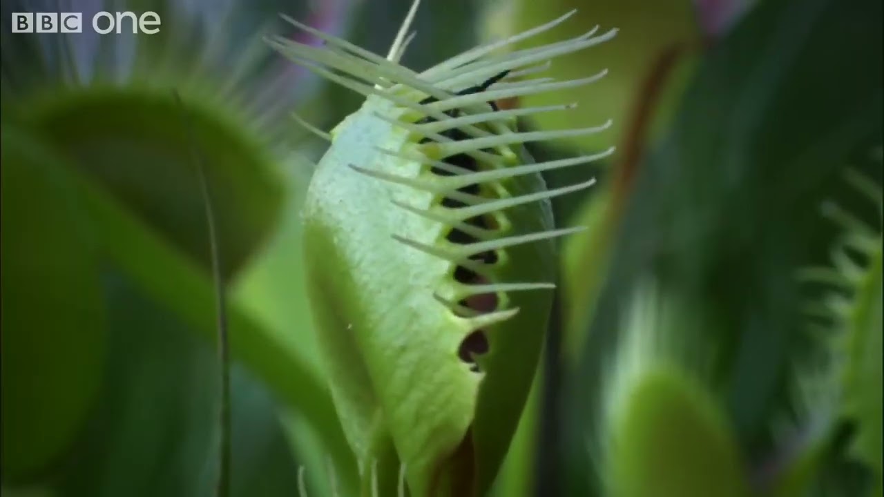 VENUS FLY TRAP (Insectivorous plants)@BIO CHAMPION - YouTube