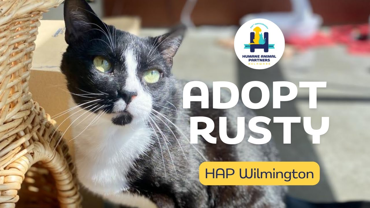 ADOPT RUSTY! From Humane Animal Partners Wilmington - YouTube