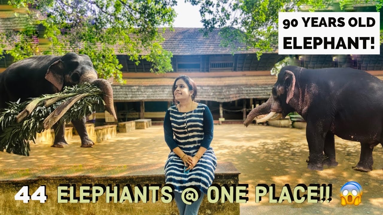 44 Elephants at one place 😲 Anakotta - Punnathurkotta Elephant Camp 🐘 ...