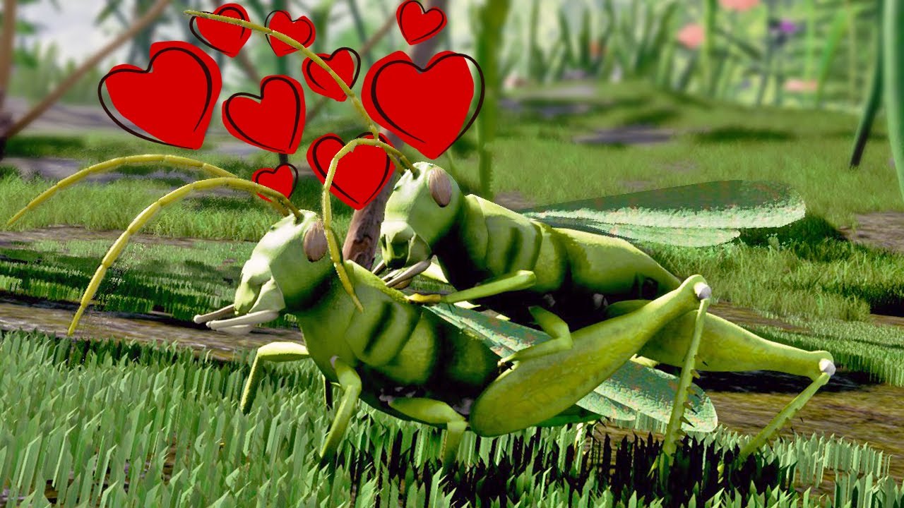 Living the Lifecycle of a Grasshopper - Lovemaking & Dragonfly Fighting ...