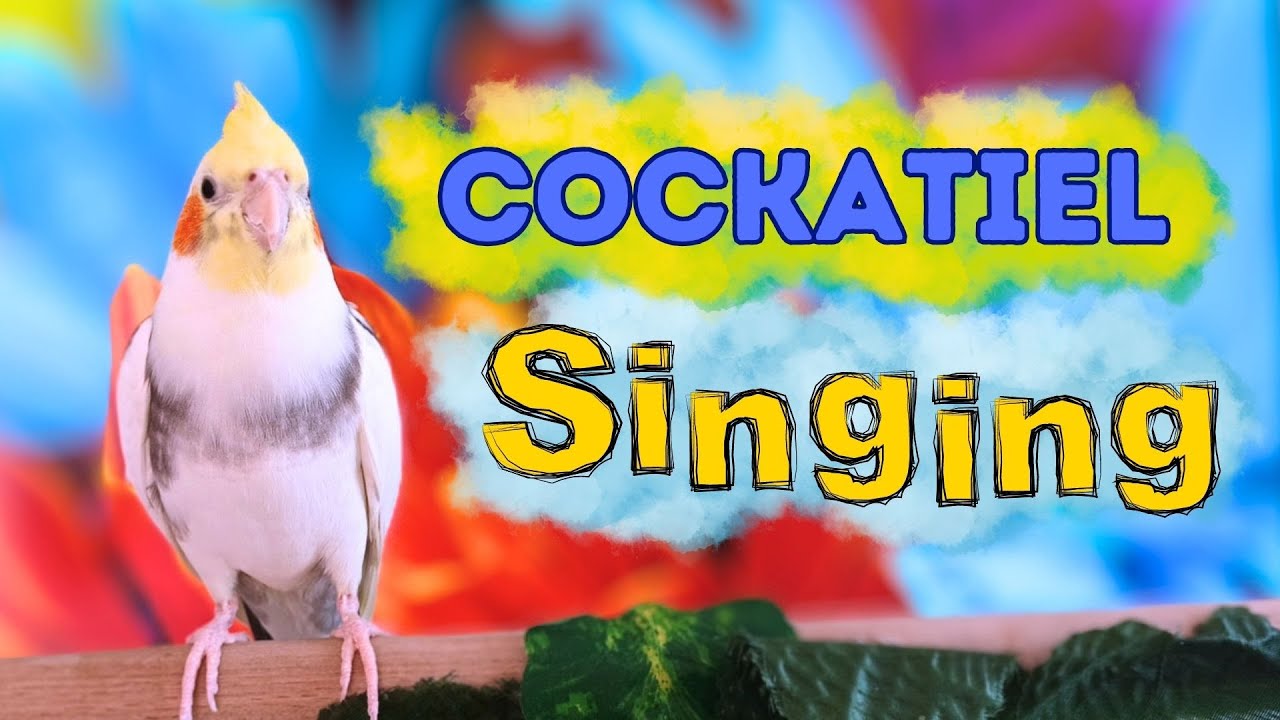 Happy cockatiel singing with flowers for 2 hours 🌿 - YouTube