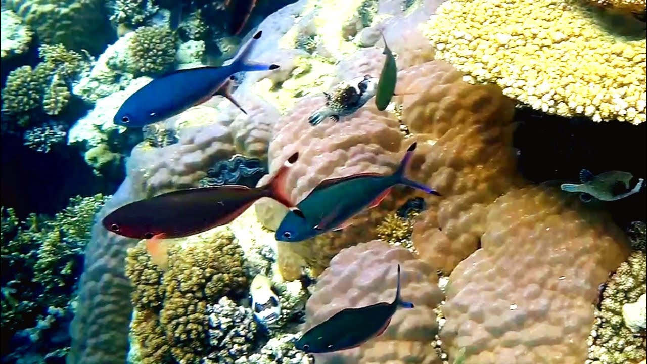 Red sea fusilier, Suez fusilier (Caesio suevica), Красноморский цезий ...