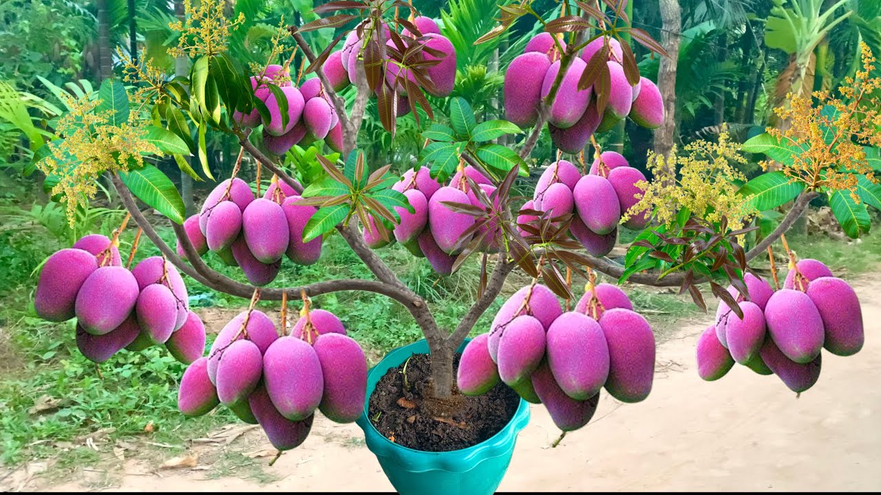 Best plans: How To Growing Mago Tree With Papaya and Aloe Vera Fruit ...