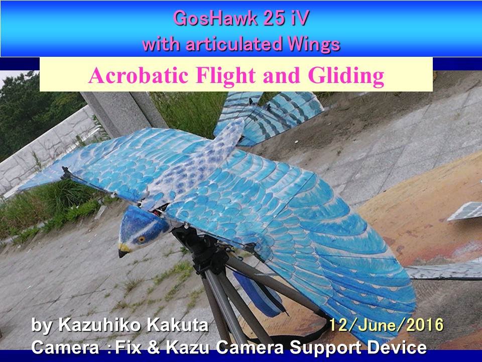 GosHawk25iV with articulated wing : Acrobatic Flight and Gliding - YouTube