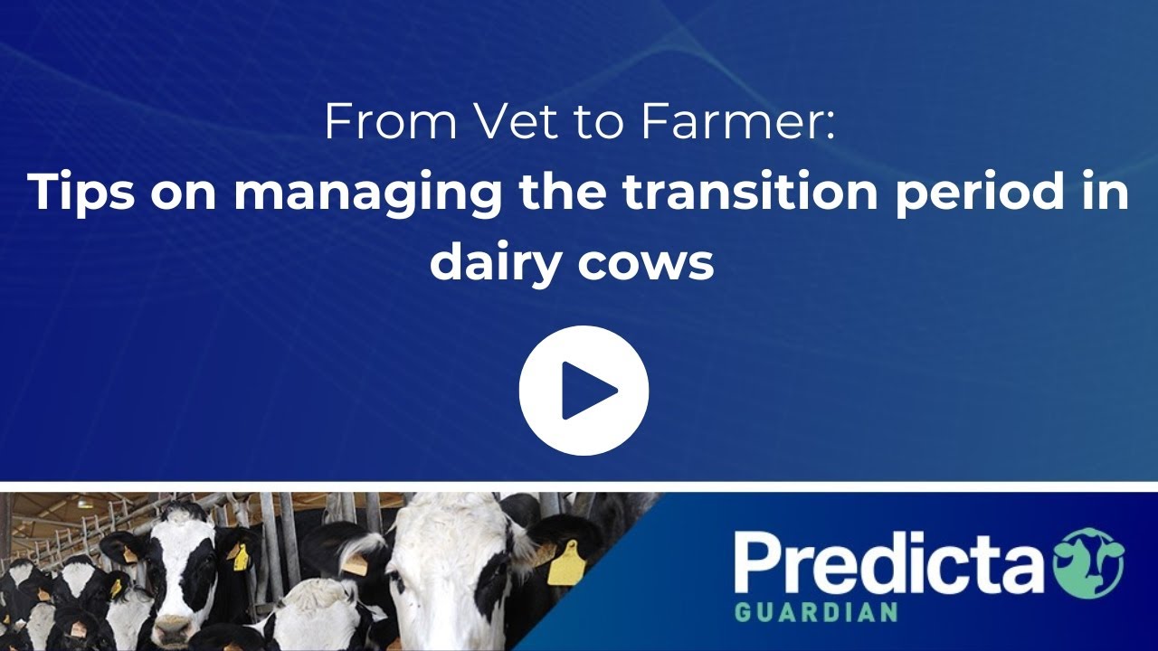 The critical transition period in a dairy cow - YouTube