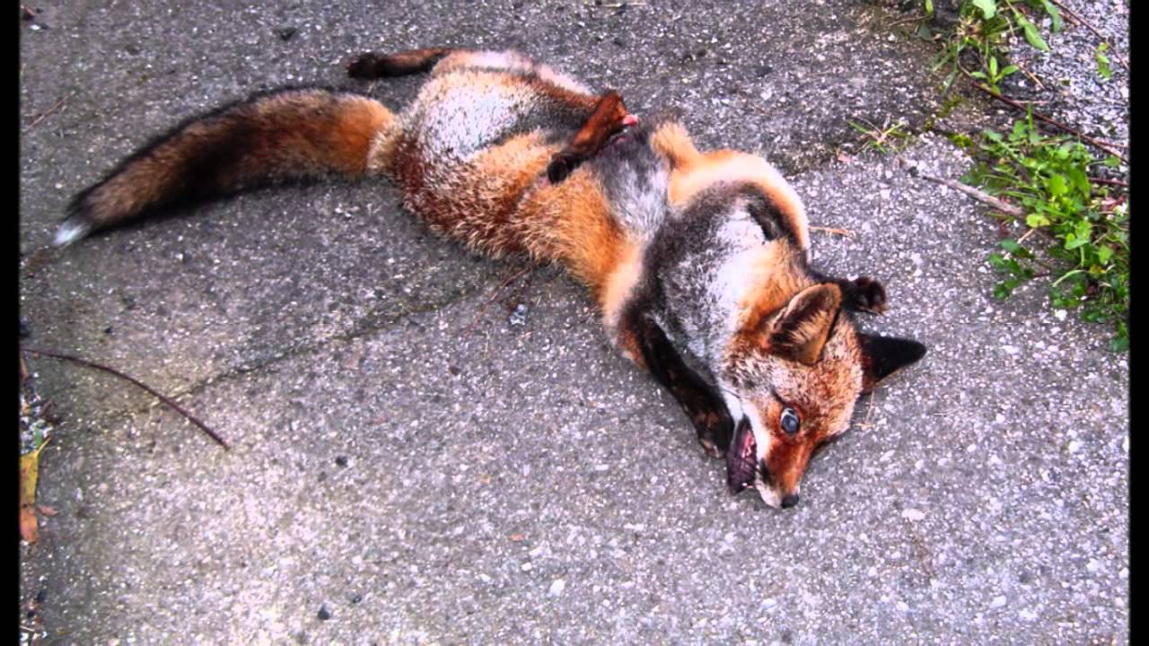 Atropello de animales en carreteras 10 millones de animales muertos al ...