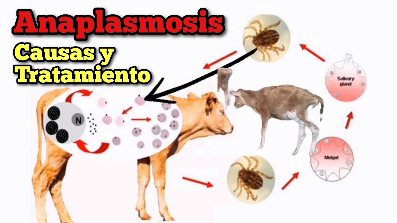 Anaplasmosis Causas y Tratamiento Efectivo - YouTube
