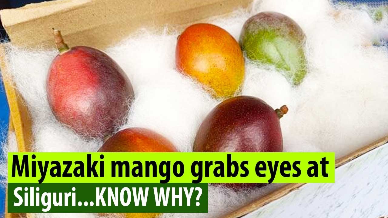 Miyazaki, World's most expensive mango captures attention at Siliguri ...