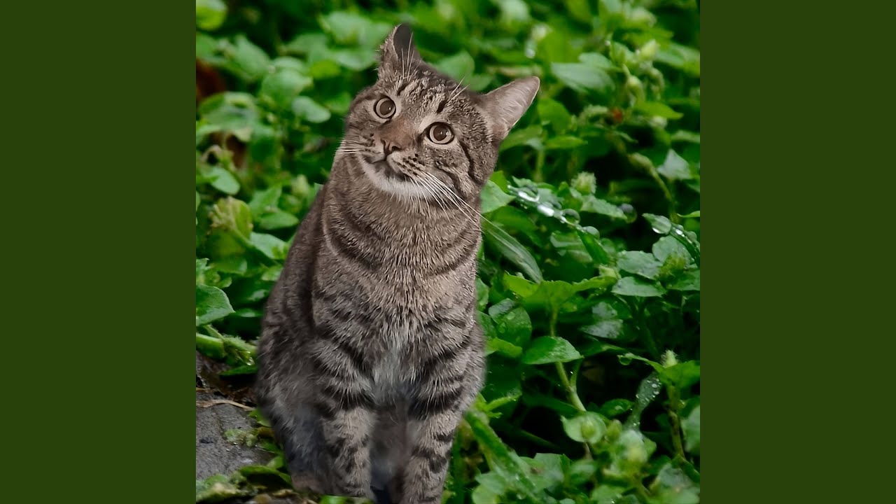 Cat and kittens meowing 3 - YouTube