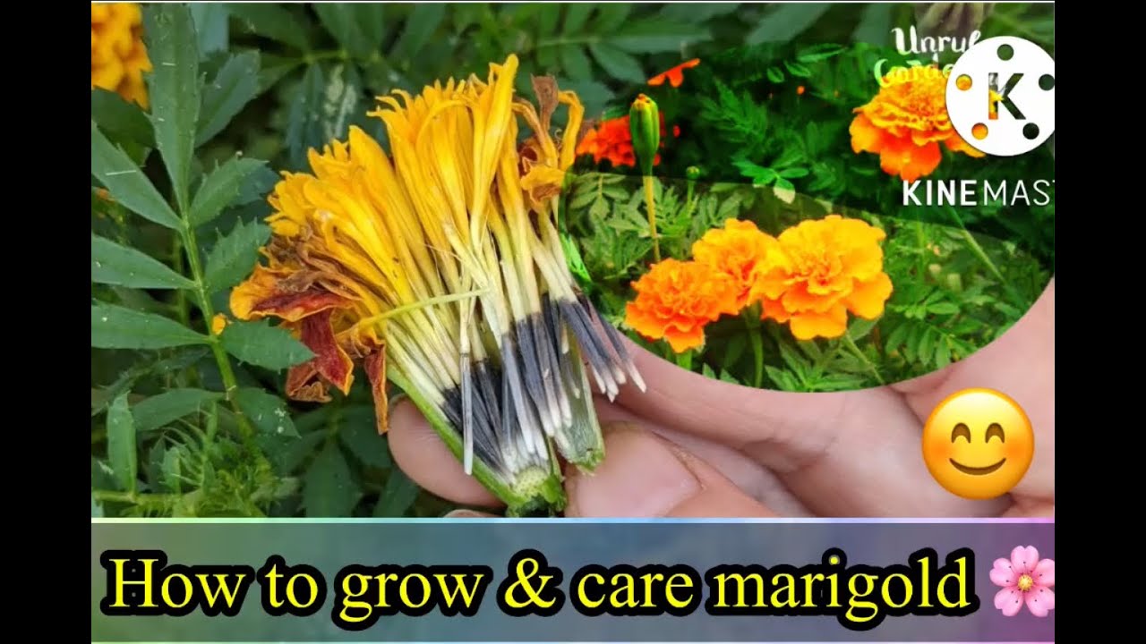 How to grow & care marigold plant/winter shopping #winterplant # ...