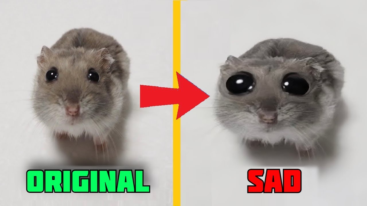Sad Hamster Original vs Meme - YouTube
