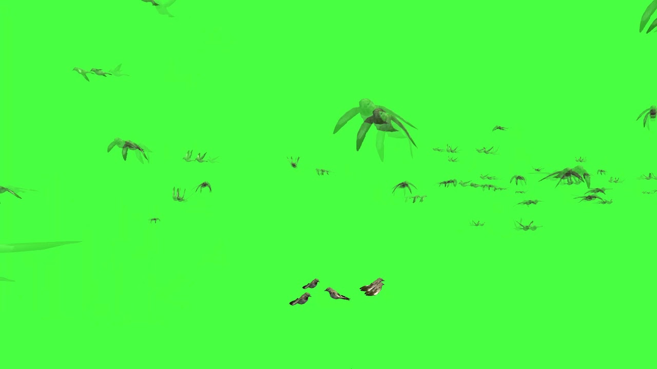 Green Screen Small Bird Flock and Landing Free Video Effect - YouTube