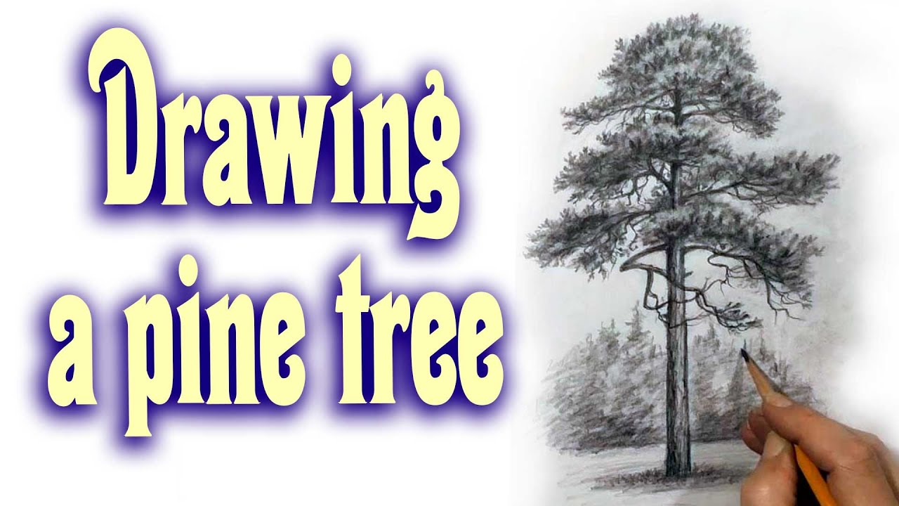 Drawing a pine tree with a pencil, stages of drawing trees - YouTube