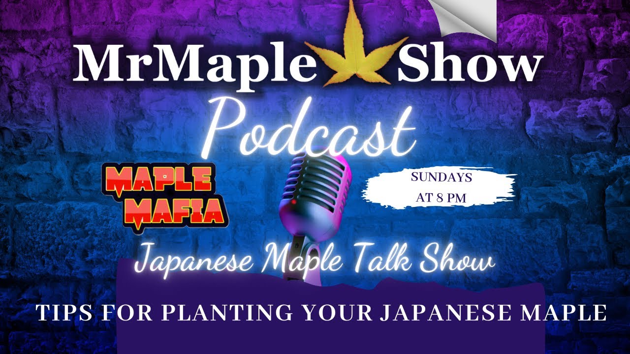 Tips For Planting Your Japanese Maple | MrMaple Podcast Clips 🍁 - YouTube