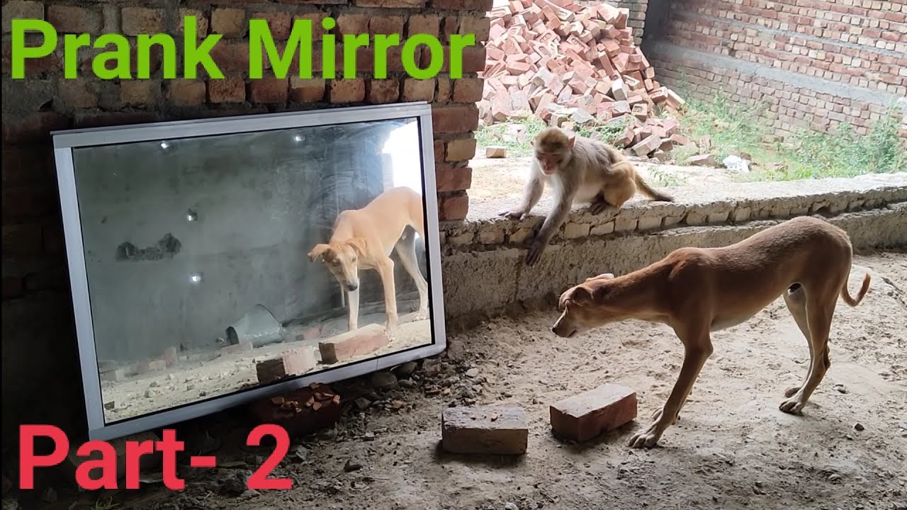 Dog🐕Mirror Prank Hilarious Funny Response Part -2 - YouTube