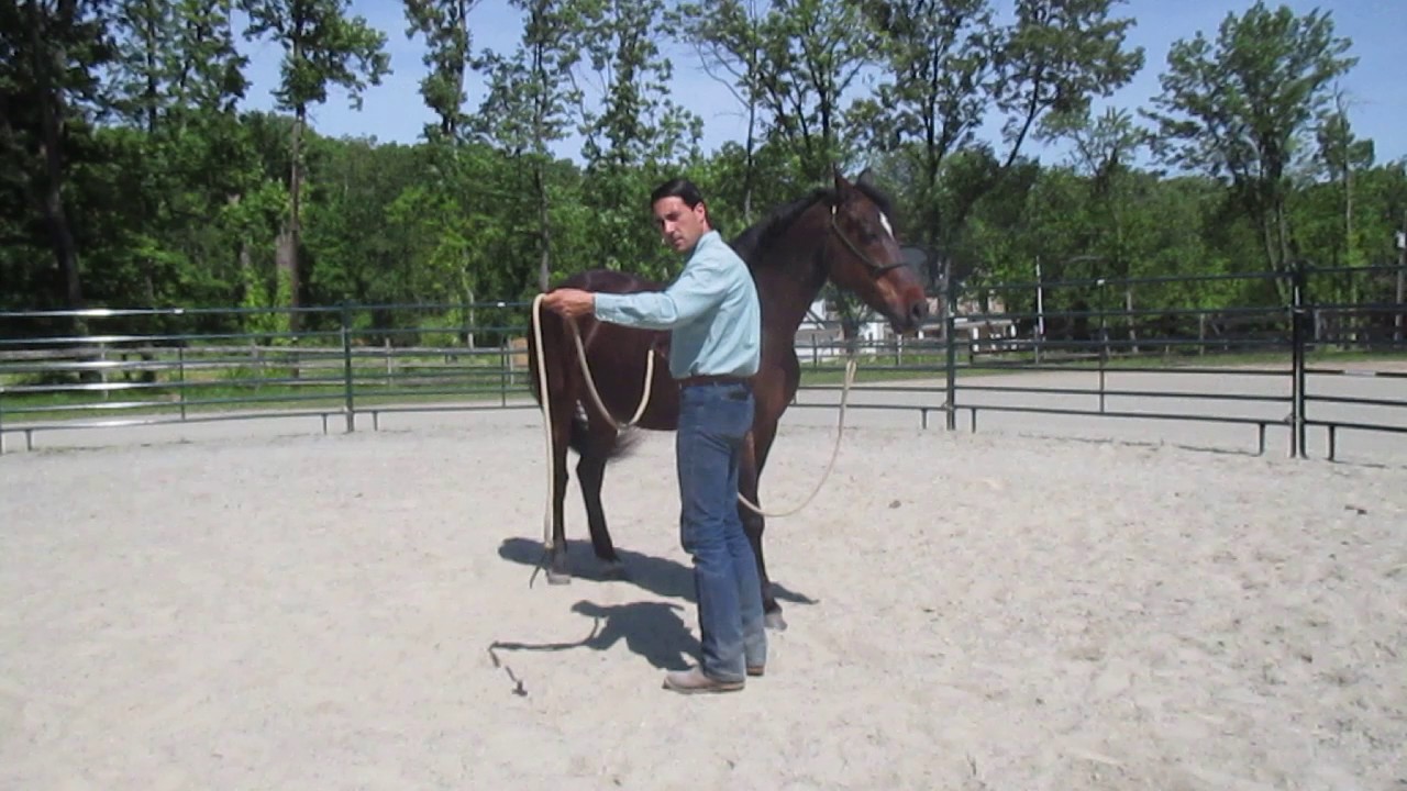 Foster Zeh and Cougar, ground work - YouTube
