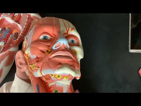 ANPII Functional Grouping Teaching Muscles of Chewing & Swallowing ...