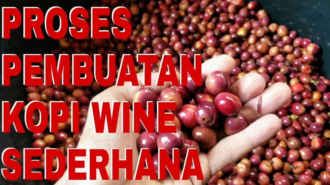PROSES PEMBUATAN KOPI WINE LIBERIKA / WINE PROCESS LIBERICA COFFEE ...