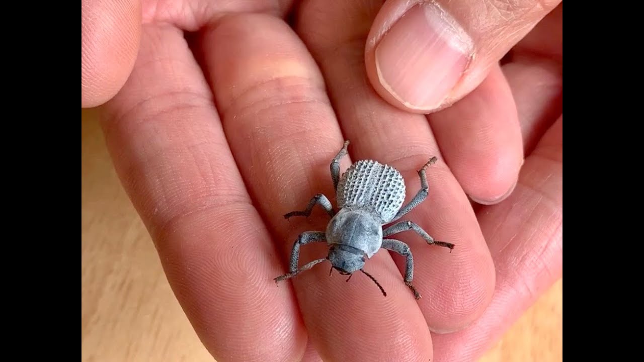 Feigning Death Beetles! - YouTube