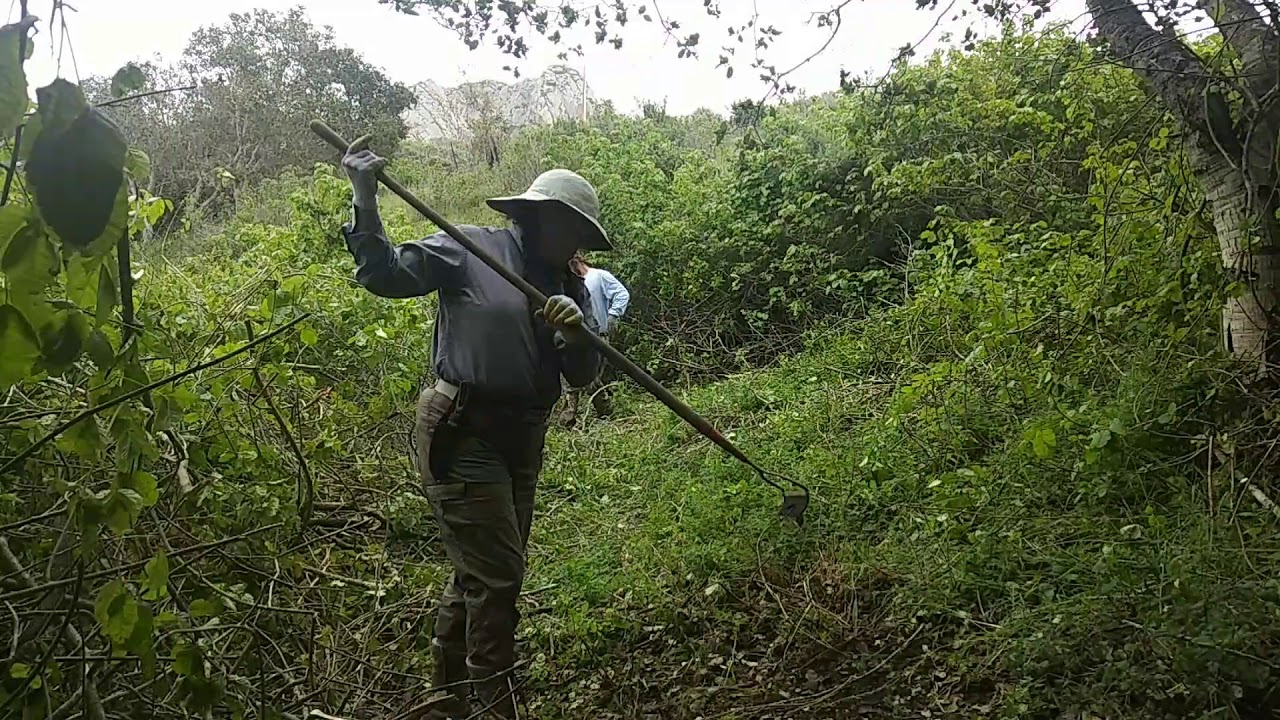 Poison Oak removal pt.2 - YouTube
