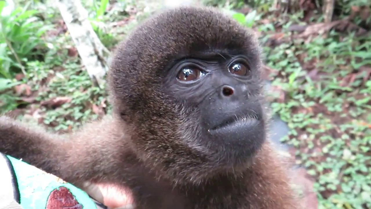 Rescued baby Woolly Monkey making funny faces - YouTube