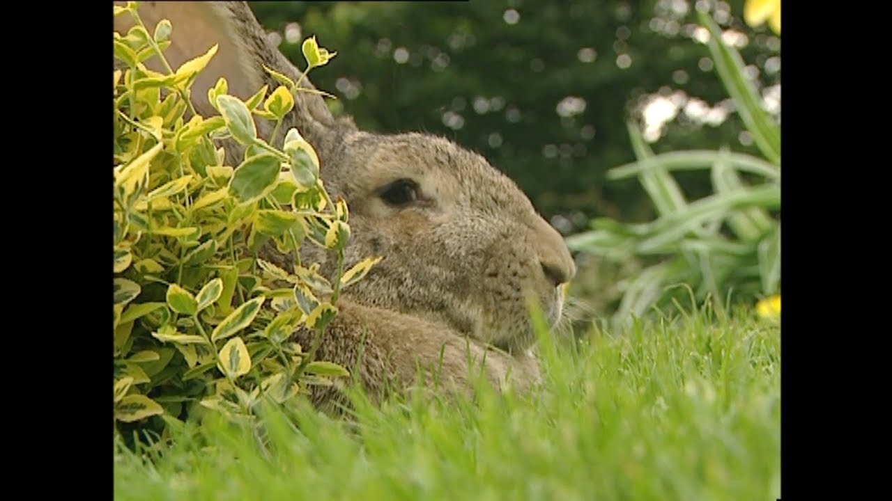 Teletubbies: Vol. 4 - Favourite Things (1998) - YouTube