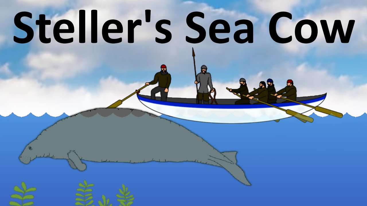 Stellers Sea Cow - Hydrodamalis gigas - Extinct Sirenia - YouTube