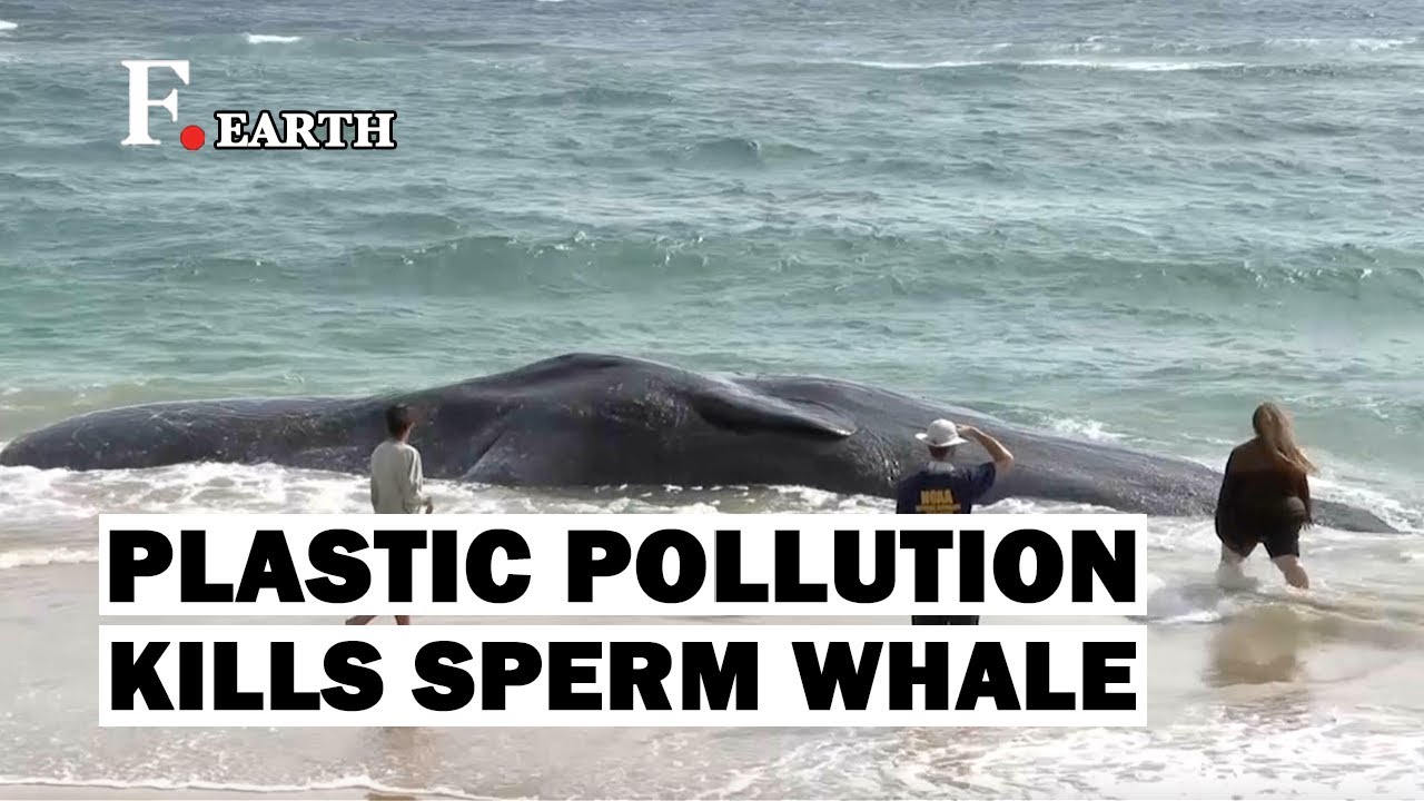Sperm Whale Found Dead In Hawaii With Stomach Full Of Plastic Waste ...