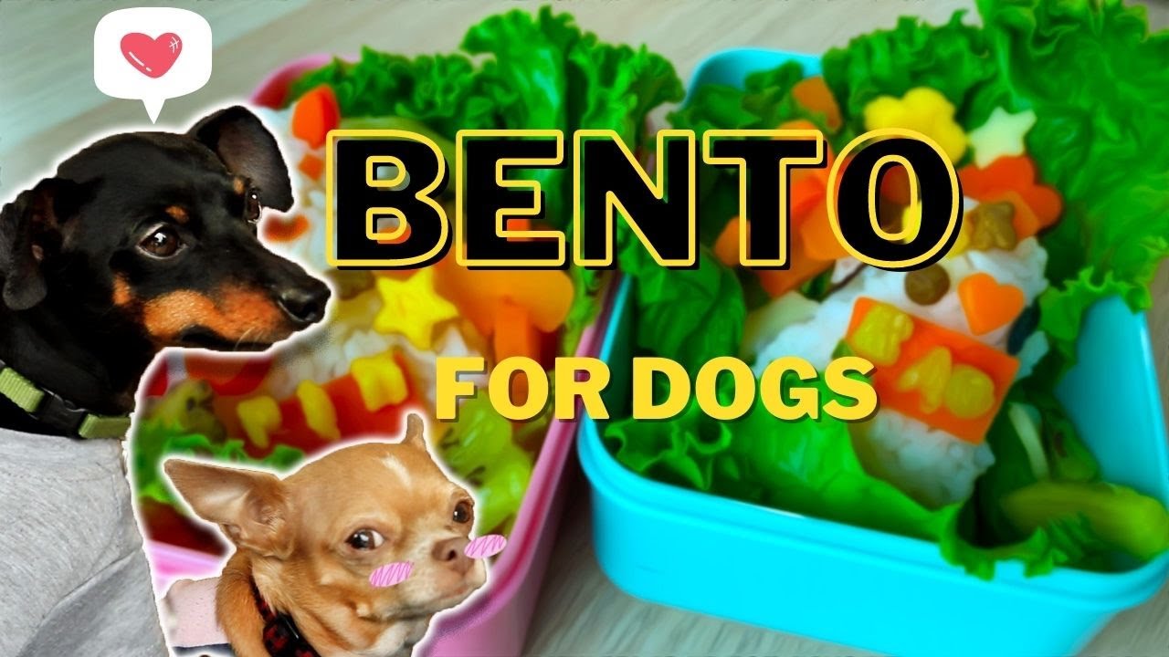 Bento Box For Dogs 🍱 🍥 (弁当) | Dog Chef Cuisine - YouTube