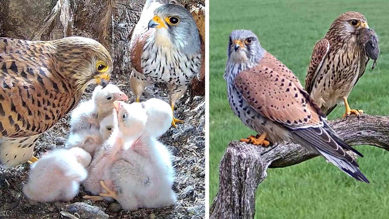 Kestrel Chicks Grow Thanks to Tender Care of Adults | Mr & Mrs Kes ...