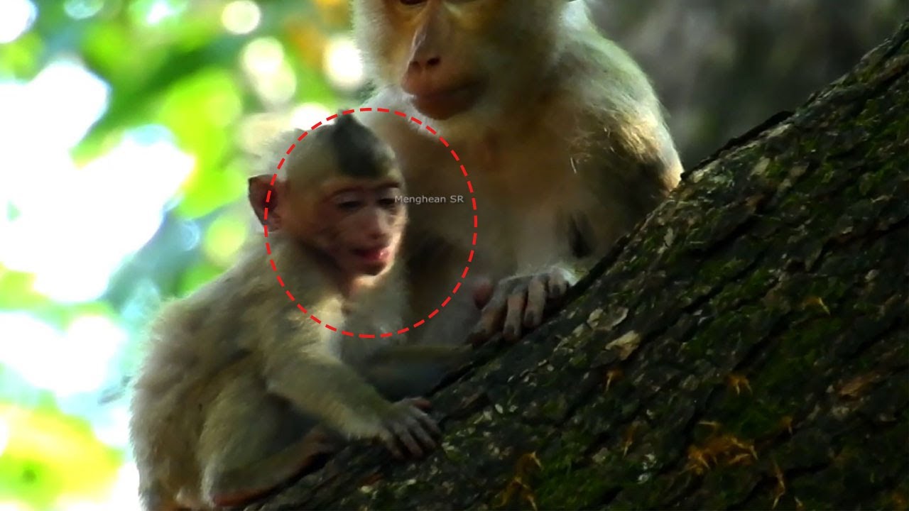 Mom Libby very fear Ashle trying to Att Acking mom hug baby climp a ...