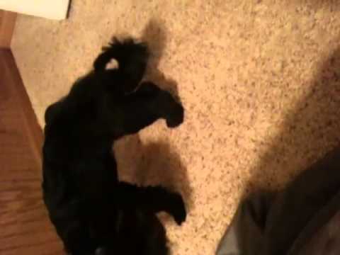 Do Bot Flies Affect Dogs