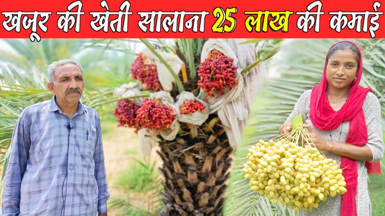 खजूर की खेती से किसान होंगे मालामाल || khajur ki kheti || Date farming ...