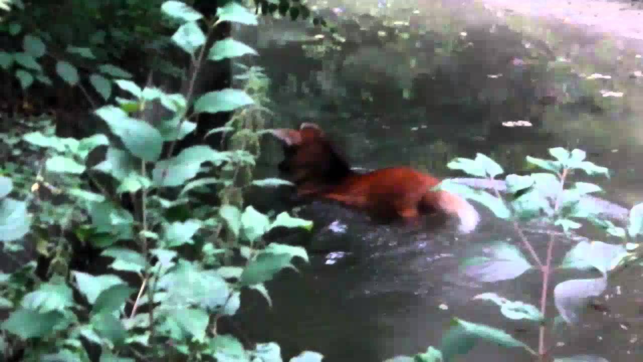 Maned Wolf in water - Chinese Leopard - Mähnenwolf im Wasser ...