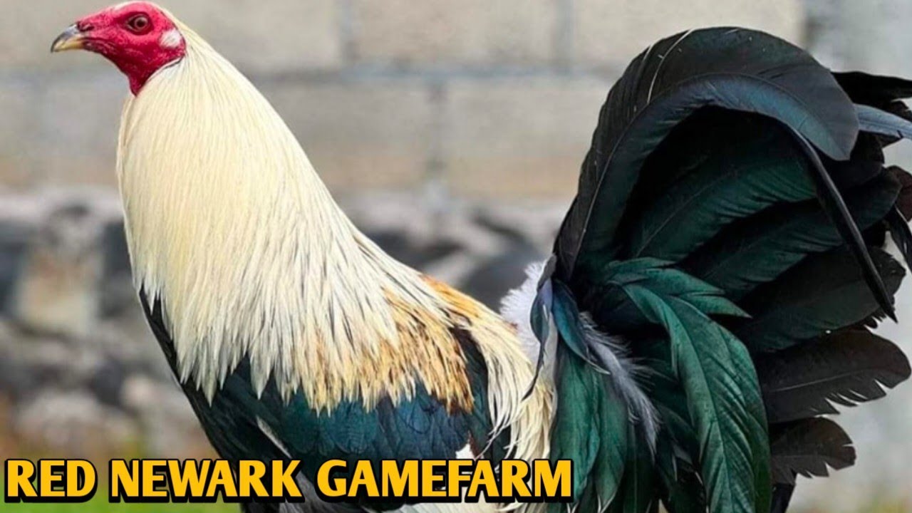 Grey Asil Yellow leg hatch - RED NEWARK FARM - YouTube