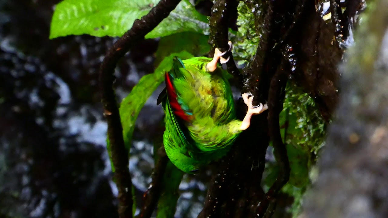 badendes Blaukrönchen (Loriculus galgulus) Blue-crowned hanging parrot ...