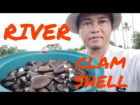 PAANO MANGU2HA NG BIBI SA ILOG SHELL CLAM | CATCH AND COOK | BUHAY ...