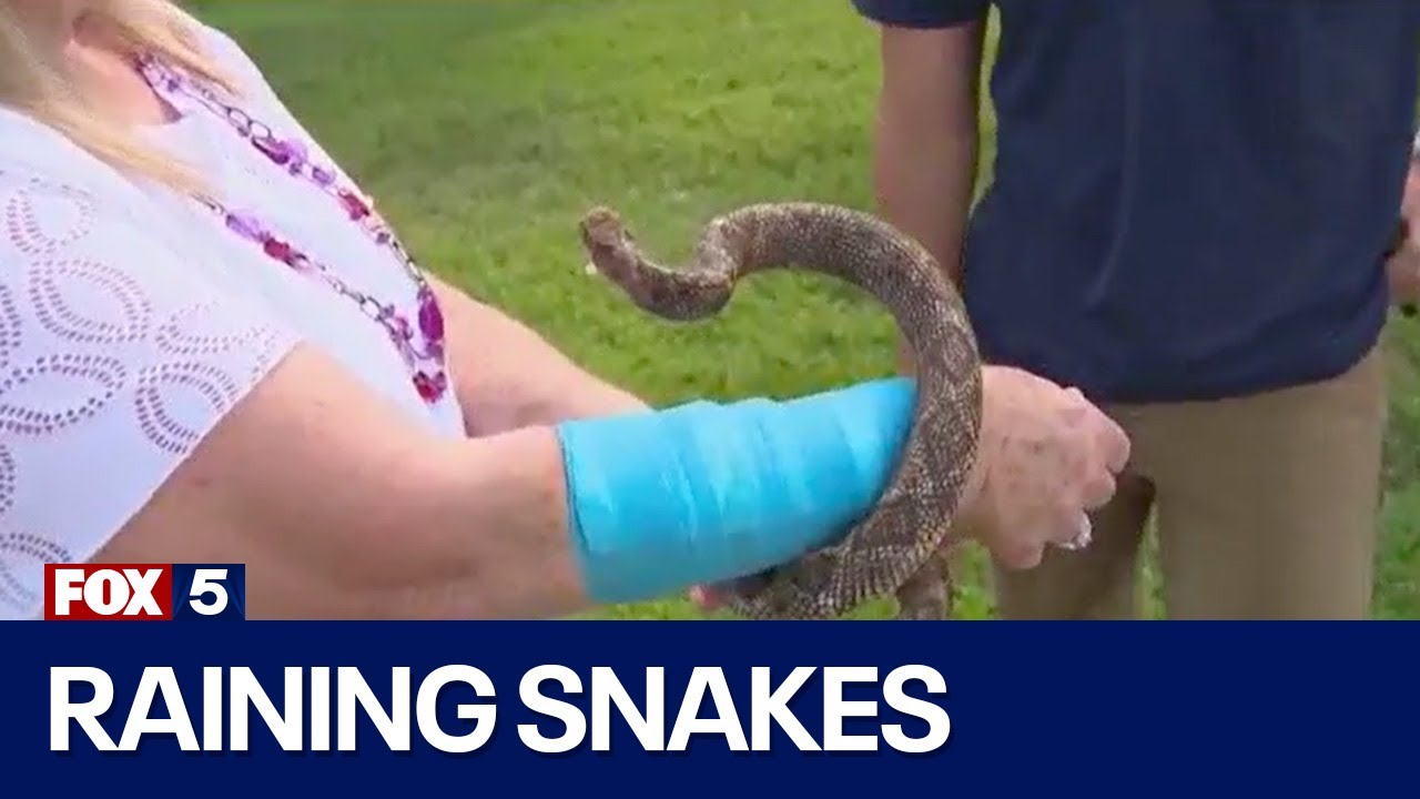 Across America: Snake and hawk attack woman mowing lawn | FOX 5 News ...