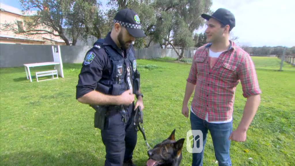 SA Police Dog Operations Unit training as filmed by Totally Wild - YouTube
