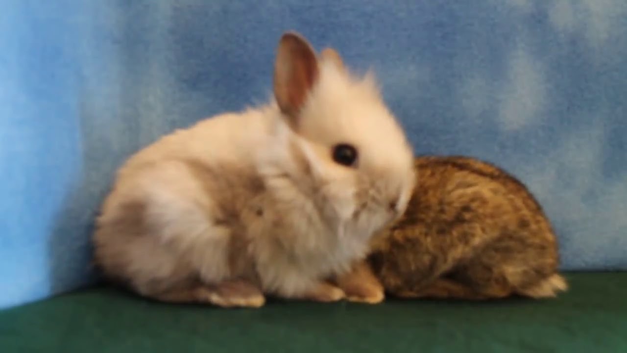 Baby Lionhead Bunny Rabbits 28 days old / 4 weeks old - YouTube