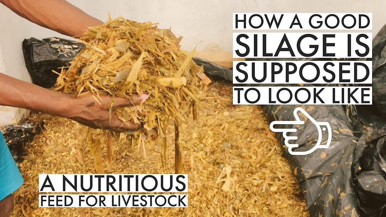 HOW A GOOD SILAGE IS SUPPOSED TO LOOK LIKE | LIVESTOCK FARMING 2023 ...