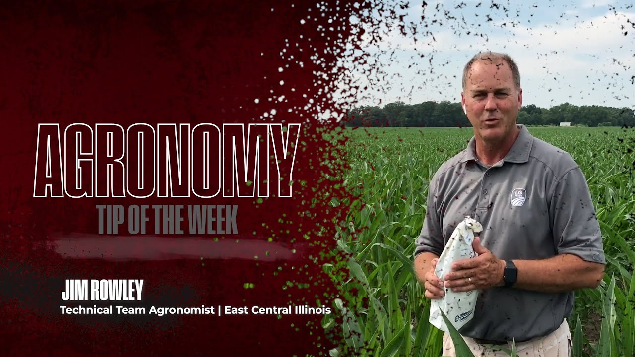Tissue Sampling in Corn - Agronomy Tip of the Week - YouTube