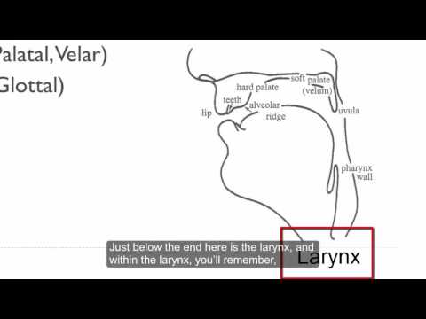 Phonology and Phonetic Transcription 6 Place Dorsal and Glottal - YouTube