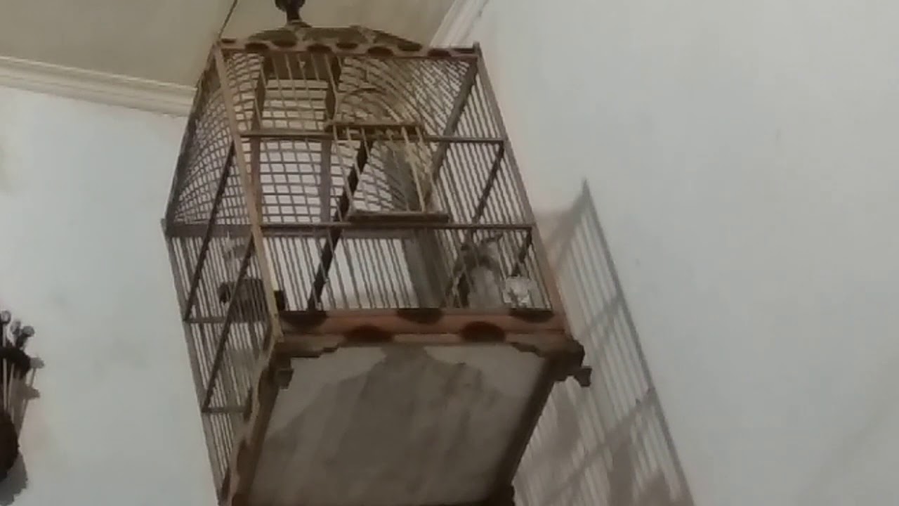 Adu siul dengan Burung Terucuk Terocot - YouTube
