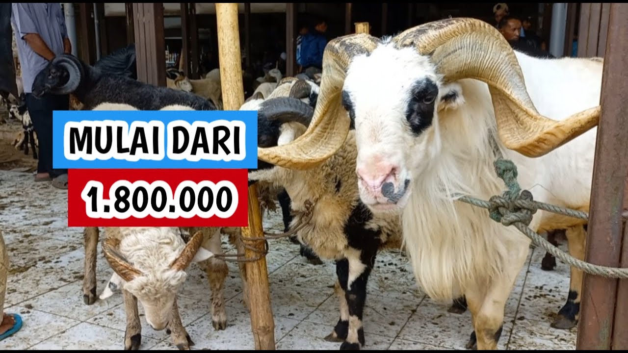 Harga Domba garut, Bibit garut dan domba Aqiqah di Pasar domba ...