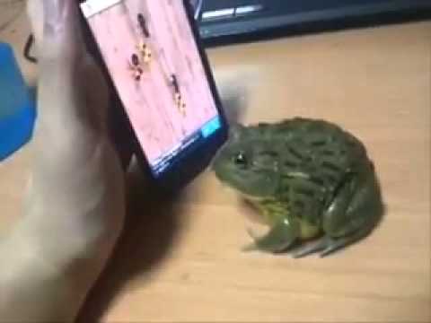 Rana juega a aplasta hormigas y mete vocao terribl