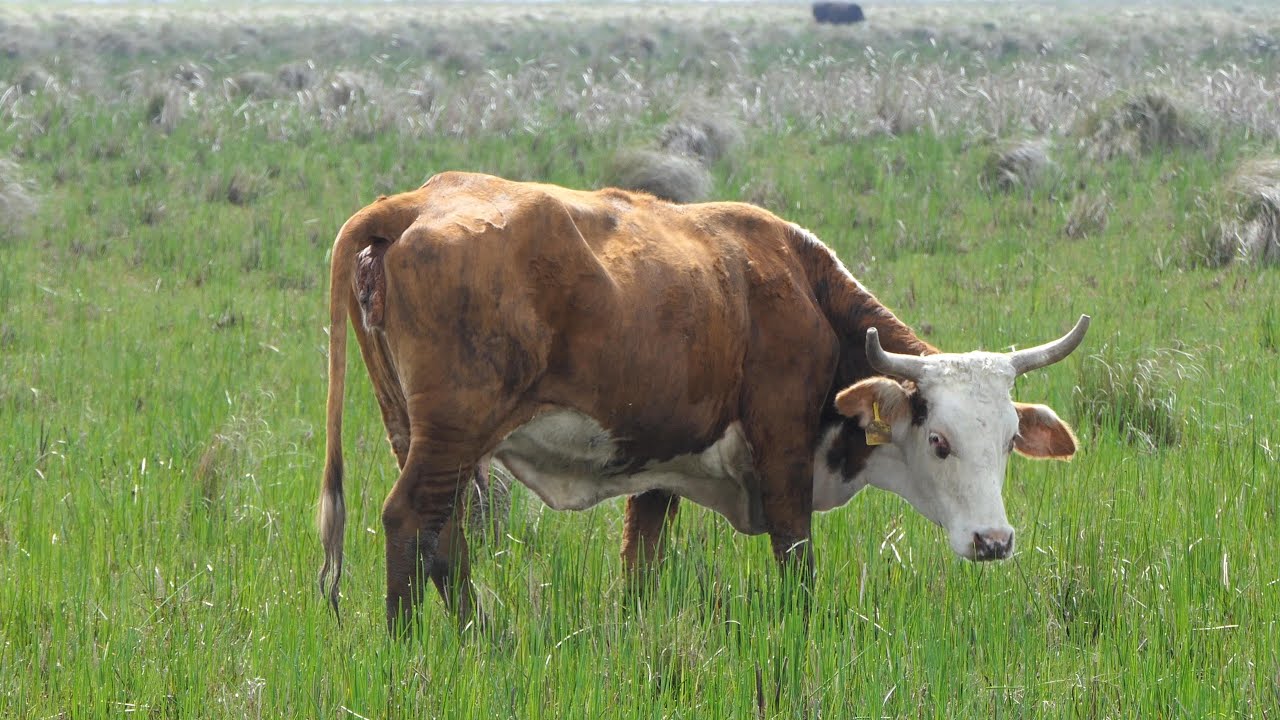 Cow sloshes through soggy prairie and nibbles grass - YouTube